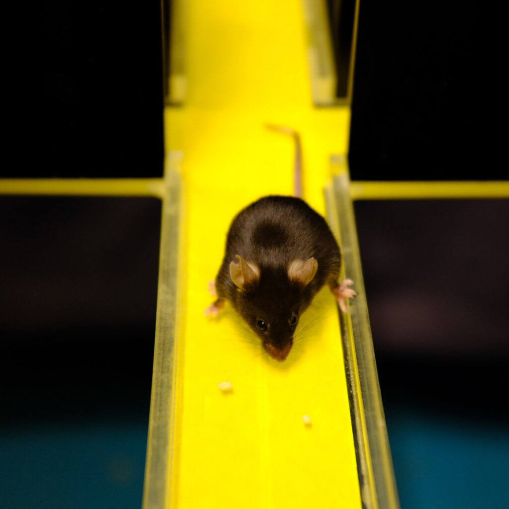 Core Platforms & Infrastructure | Manitoba Neuroscience Network